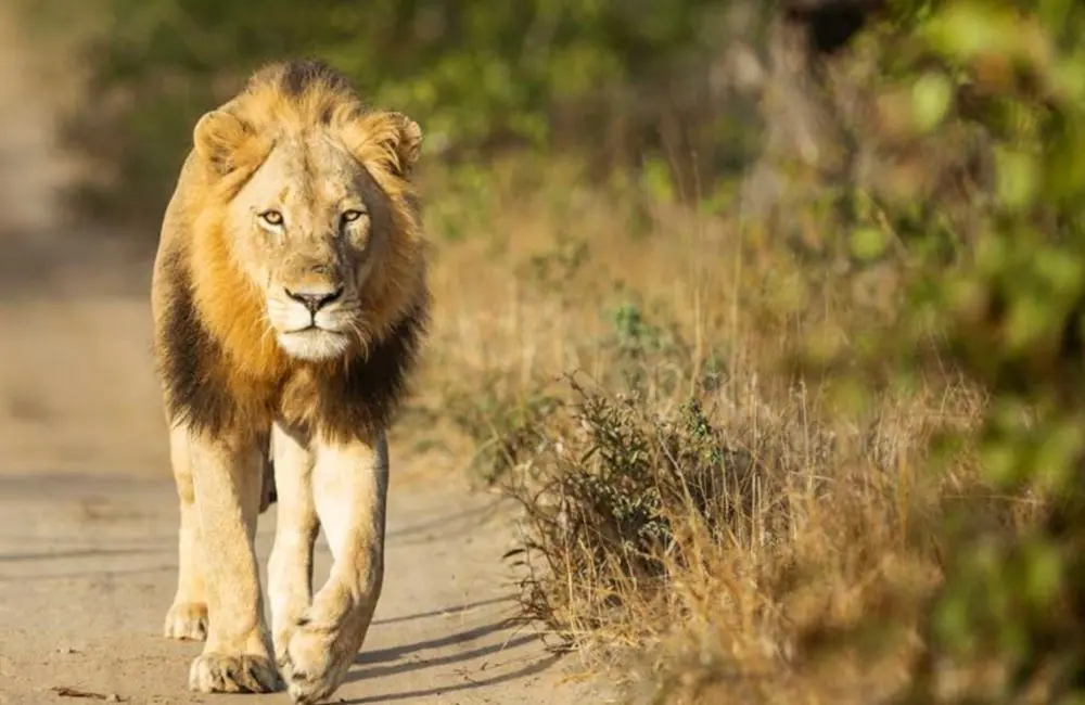 Aman reveals it'll open its first African safari retreat