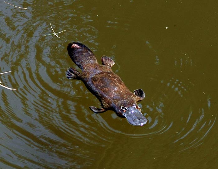 Top 6 Australian wildlife experiences – Karryon