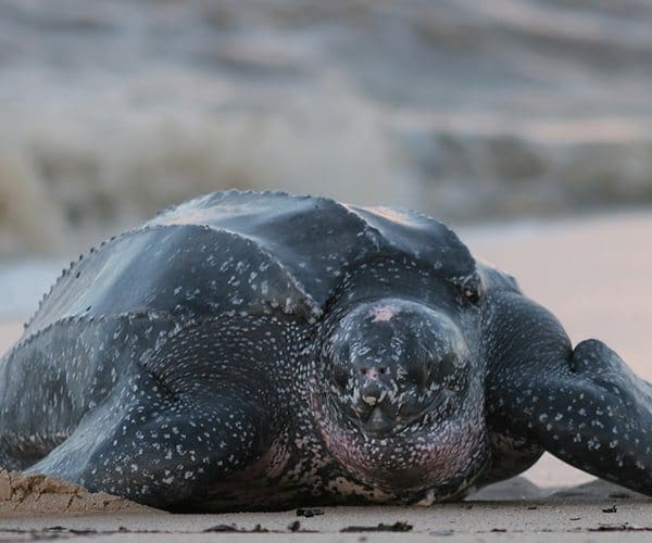 5 must-take snaps in South Africa – Karryon