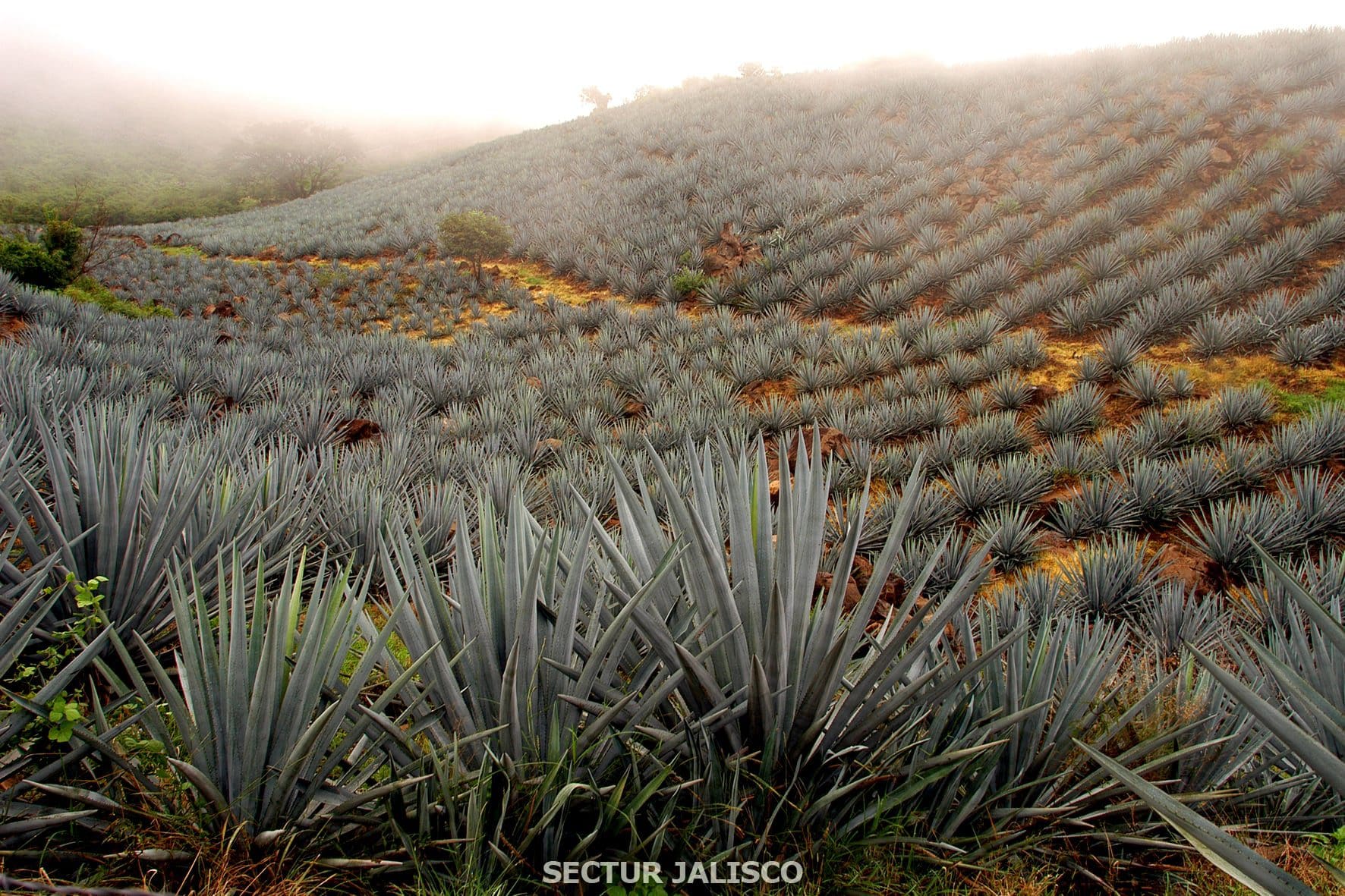 6 things you didn’t know about Tequila – Karryon