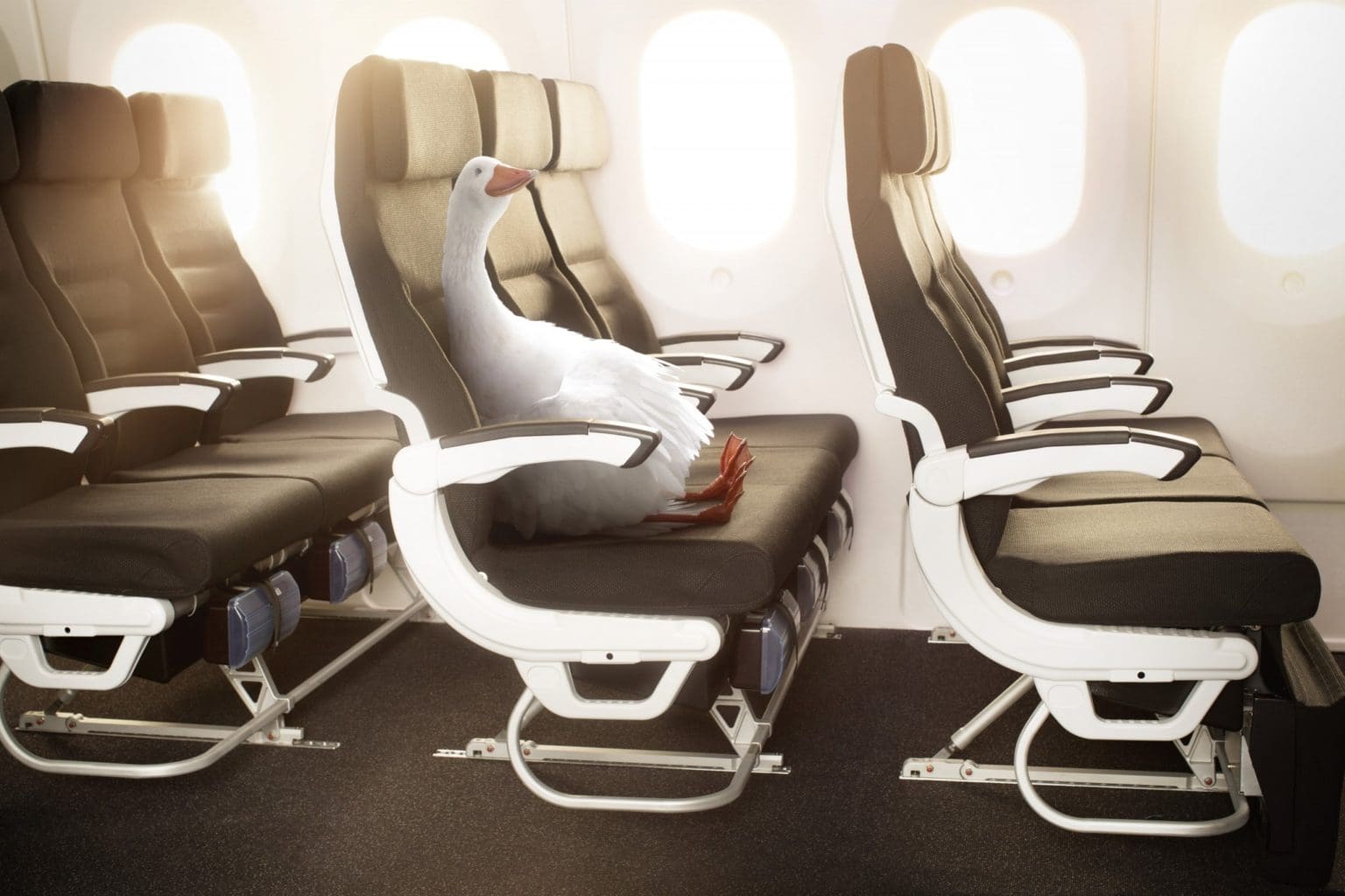 What the duck is this goose doing on an Air New Zealand plane? – Karryon