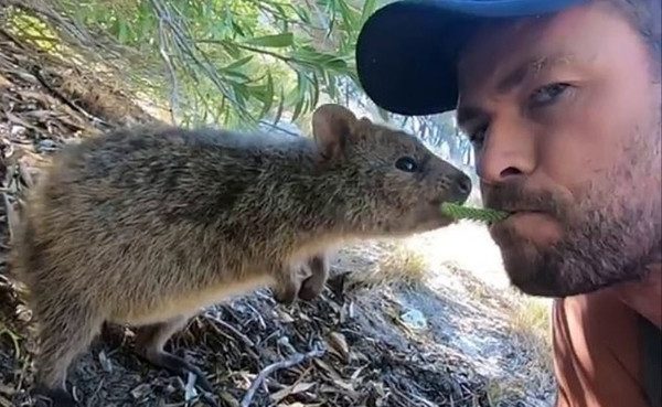 TOO CUTE: The Hemsworths discover the quokka selfie – Karryon