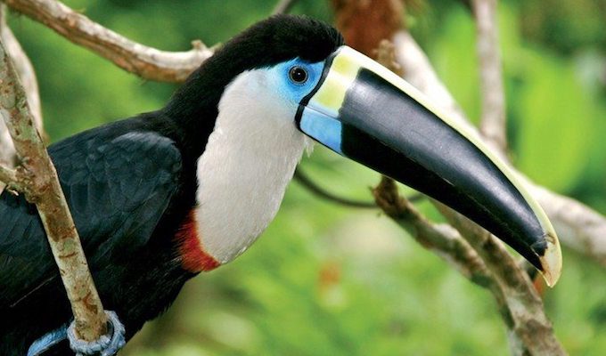 AMAZON EXPLORING: You Toucan cruise the river in luxury – Karryon