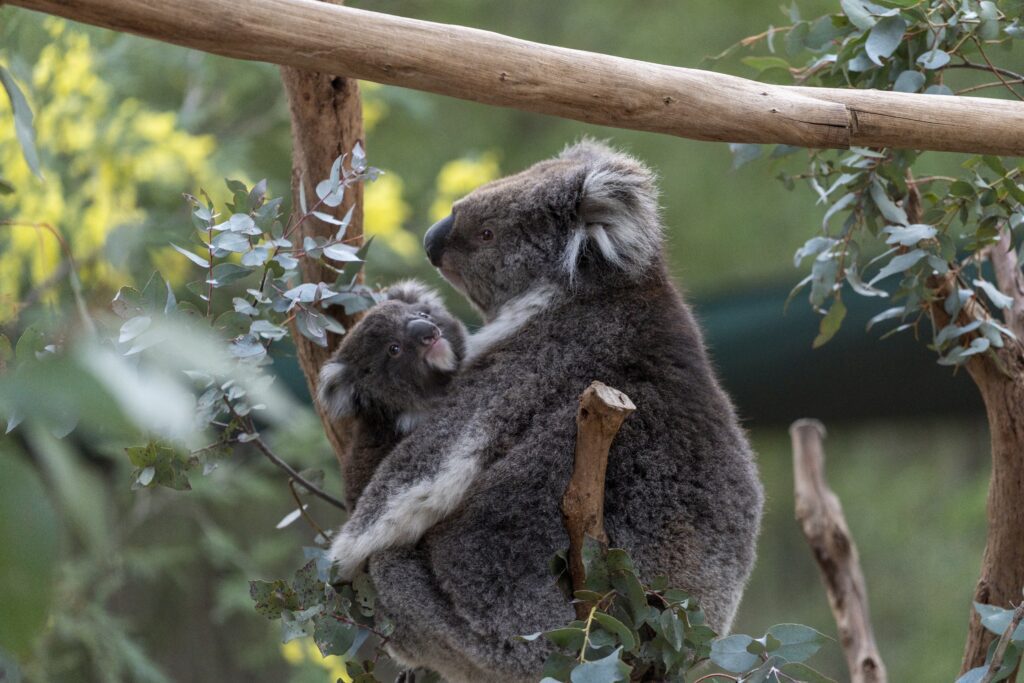 Aussie Specialist Virtual Training: Uncover our regions part nine ...