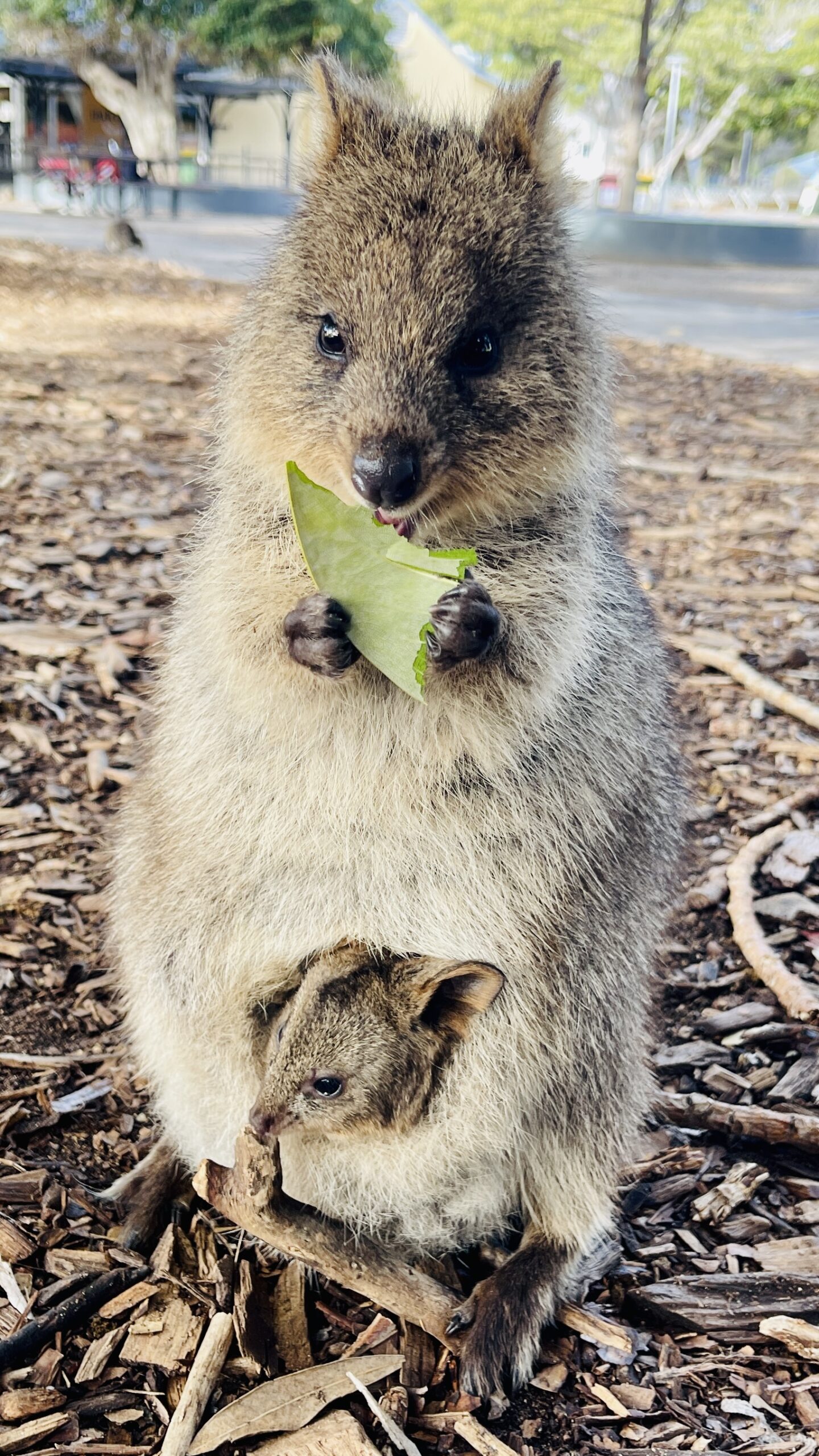 Travel review: Is winter on Rottnest worthwhile? – Karryon
