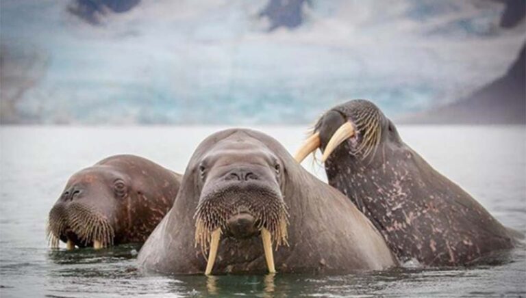 Aurora Expeditions Shares New Arctic And Beyond 2025 Season