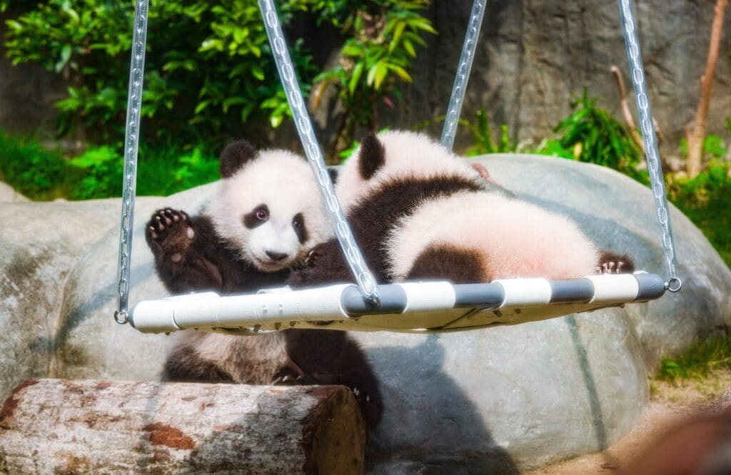 New panda cubs make Hong Kong even more family friendly